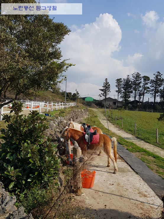 제주도 2박3일 여행코스 2편 제주 조랑말승마체험과 산방산 탄산 온천 체험 가격 정보 네이버 블로그