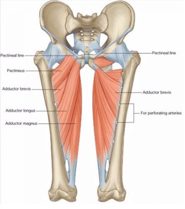 Adductor Brevis Adductor Longus adductor-brevis-adductor-longus