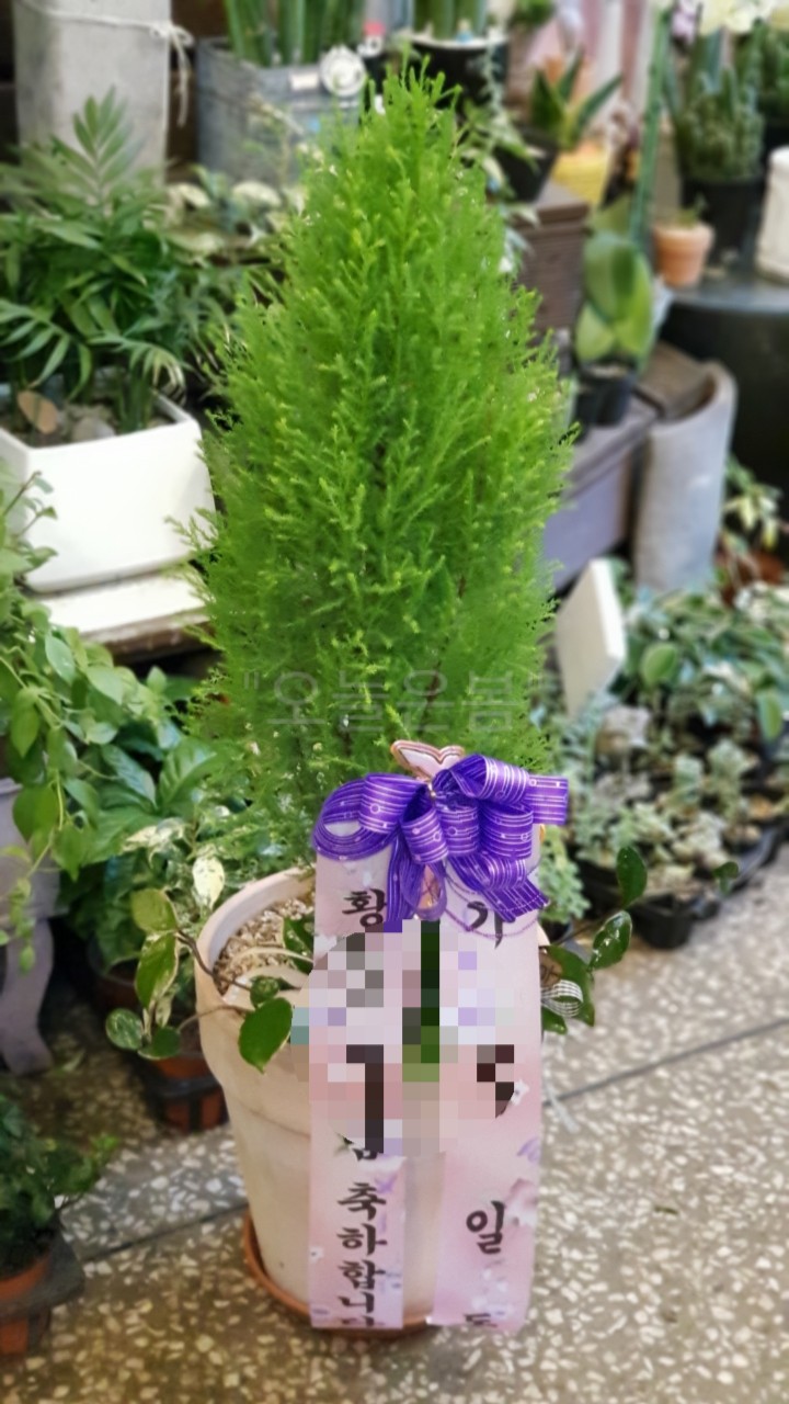 서울 서초구꽃배달 신반포역 이수역 동작역 꽃집 전국당일꽃배달 오늘은봄 율마 크리스마스 트리처럼생겼네 개업화분 요거어때용