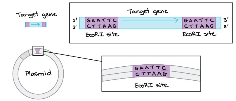 고등학교 생명과학실험 ⑨ - 플라스미드 DNA 제한효소처리 실험 : 네이버 블로그