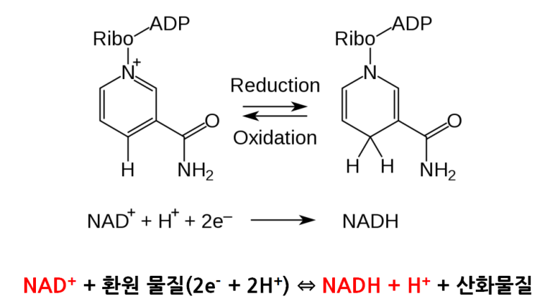 조효소 NAD, NADP, FAD : 네이버 블로그