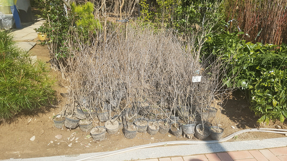 전원주택 조경의 정원수 실내조경으로 추천드리는 미스김 라일락 진주 소나무 농원 네이버 블로그