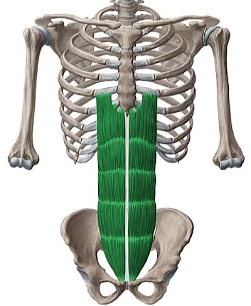 복직근(Rectus abdomins)/복직근해부학/배곧은근/식스팩/복근운동/복근스트레칭/요통 : 네이버 블로그