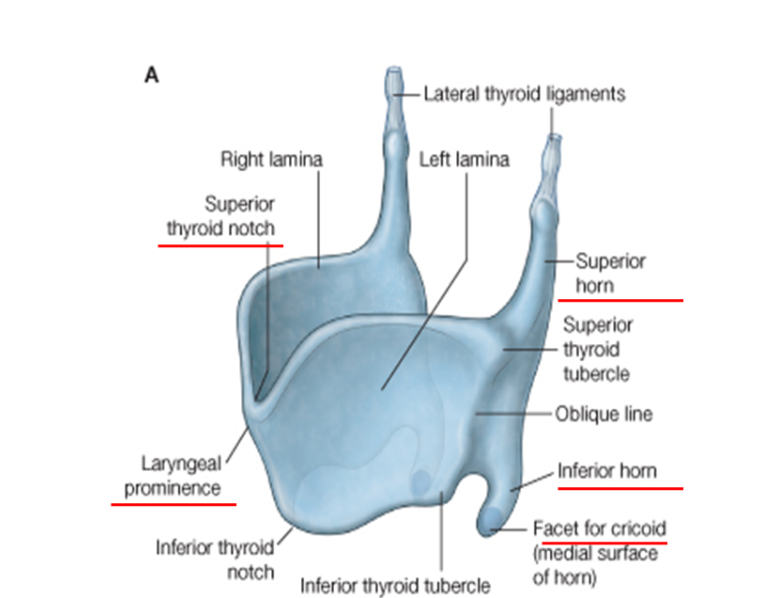 갑상연골 (thyroid cartilage) : 네이버 블로그