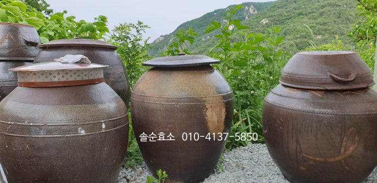 솔순 효소 만들기 And 채취시기 소나무순 넣은 솔방울 효소 담그기 네이버 블로그