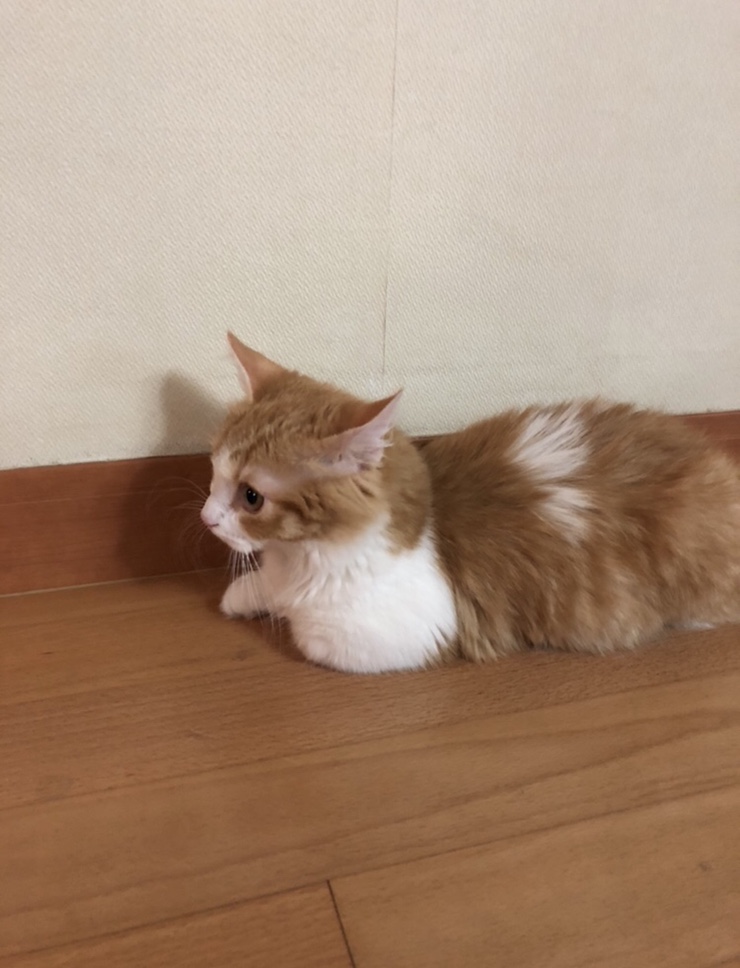 코코언니 : 네이버 블로그