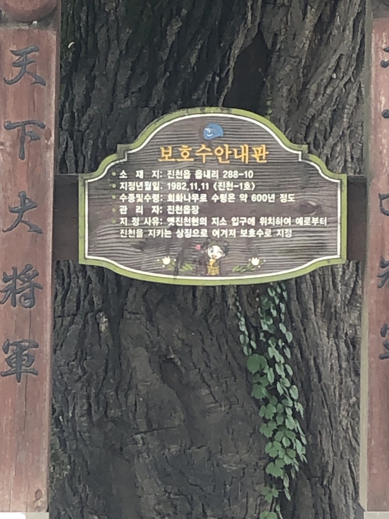 진천군 정보 Kt진천지사 앞 회화나무를 만나다 네이버 블로그