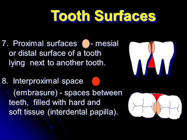 치아 부분 영어명칭 : 네이버 블로그