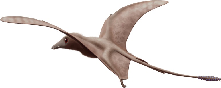 소르데스 필로수스 (Sordes pilosus) : 네이버 블로그