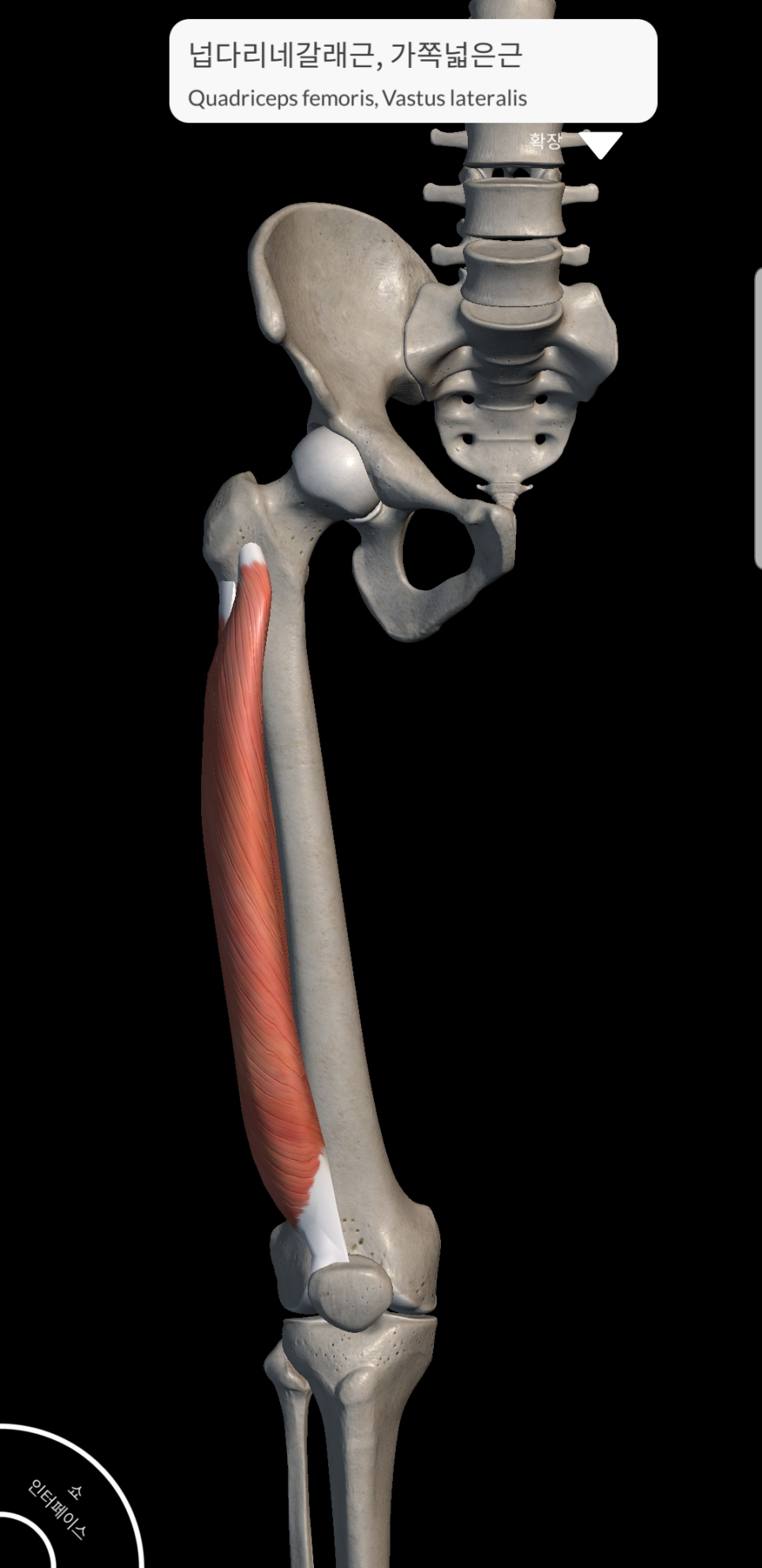 기능해부학 넓다리네갈래근 가쪽넓은근 대퇴사두근 외측광근 허벅지근육 Vastus Lateralis 근육해부학