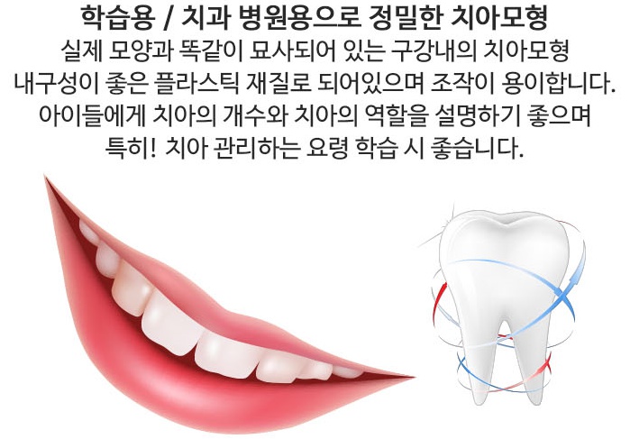 올바른 치아모형세트 치아구조 모양 알아보기 과학교구파는곳 구정과학사 네이버 블로그