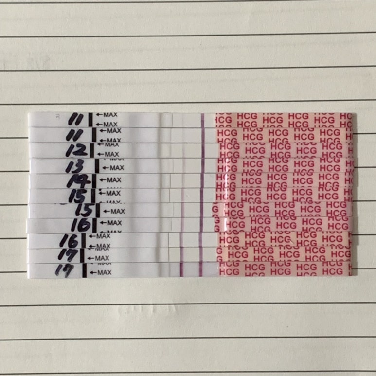 원포 임테기 진하기 배란 11일 ~17일 네이버 블로그