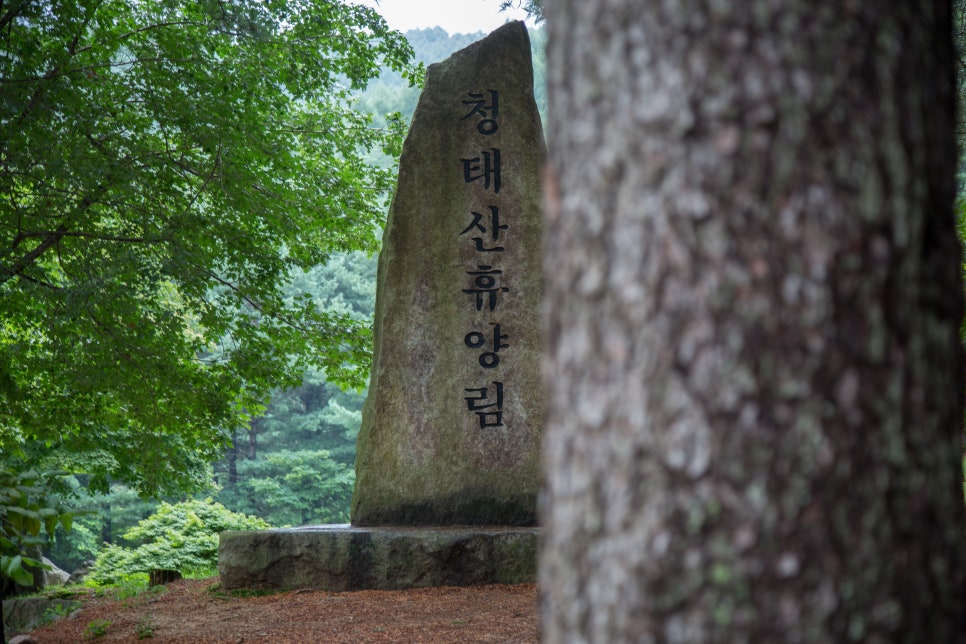 청태산 자연휴양림 야영장 잣나무 숲 캠핑19816~17 국립 횡성 숲체원 트레킹 네이버 블로그