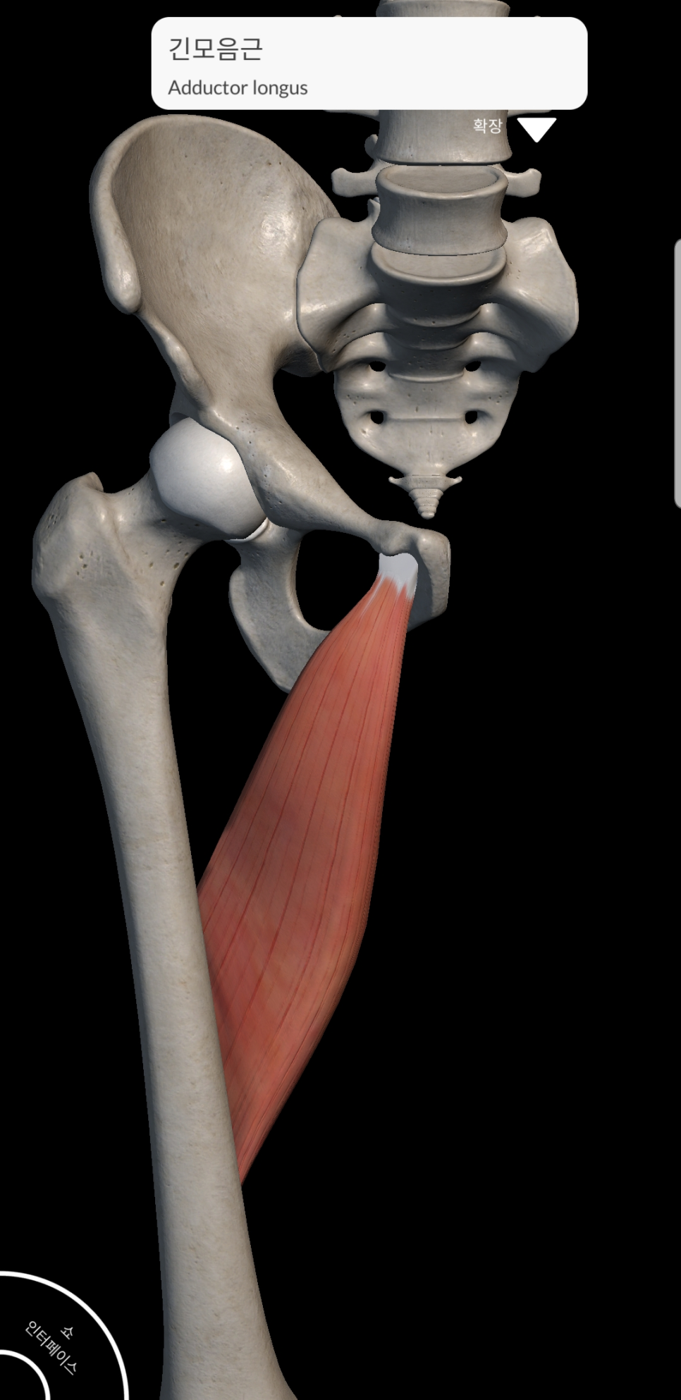 기능해부학 긴모음근 장내전근 넙다리모음근 엉덩관절모음근 허벅지안쪽근육 Adductor Longus근육해부학