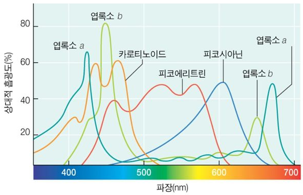 엽록소a와 엽록소b의 분자적 구조 : 네이버 블로그