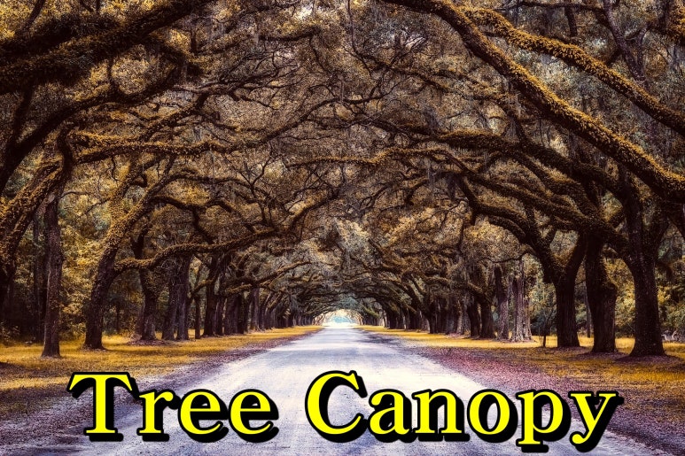 Canopy 뜻-우리가 몰랐던 영어단어 캐노피의 세계 : 네이버 블로그