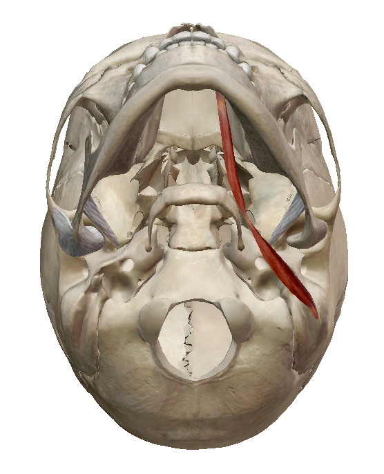 코어발란스핏 Digastric 악이복근 두힘살근 기능해부학 네이버 블로그