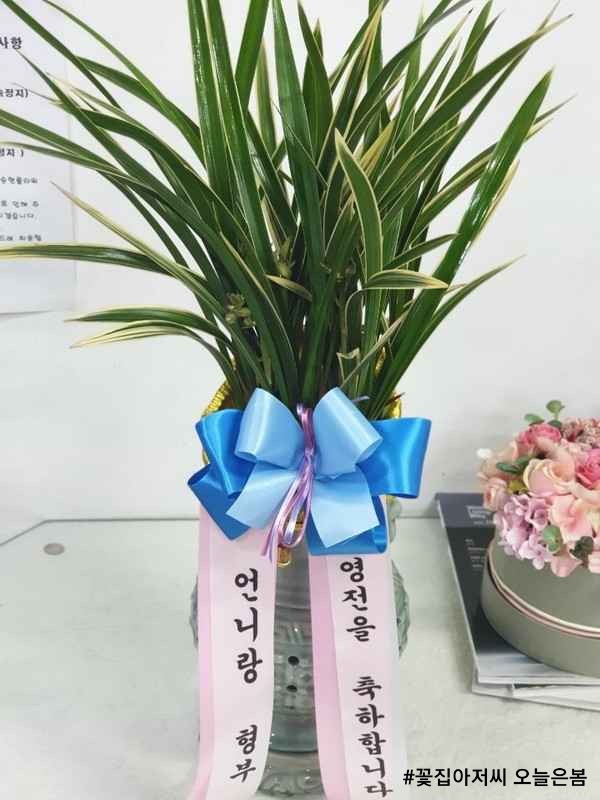 대구화분배달 만촌동꽃집 당일전국꽃배달 오늘은봄 동양난 투각분 영전화분 승진화분 취임축하선물 네이버 블로그