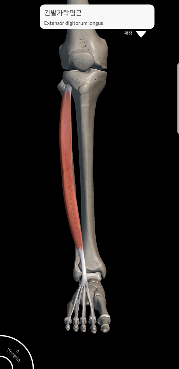 기능해부학 긴발가락폄근 장지신근 정강이근육 발가락근육 Extensor Digitorum Longus Anatomy