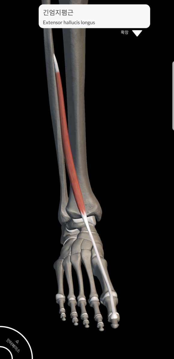 기능해부학 긴엄지발가락폄근 긴엄지폄근 장무지신근 정강이근육 발가락근육 Extensor Hallucis Longus
