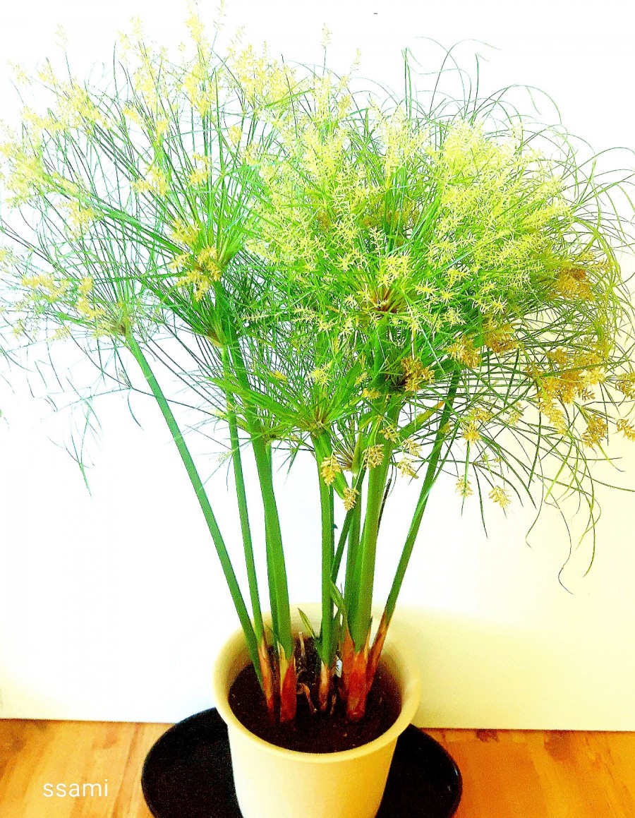 파피루스 식물 : 네이버 블로그