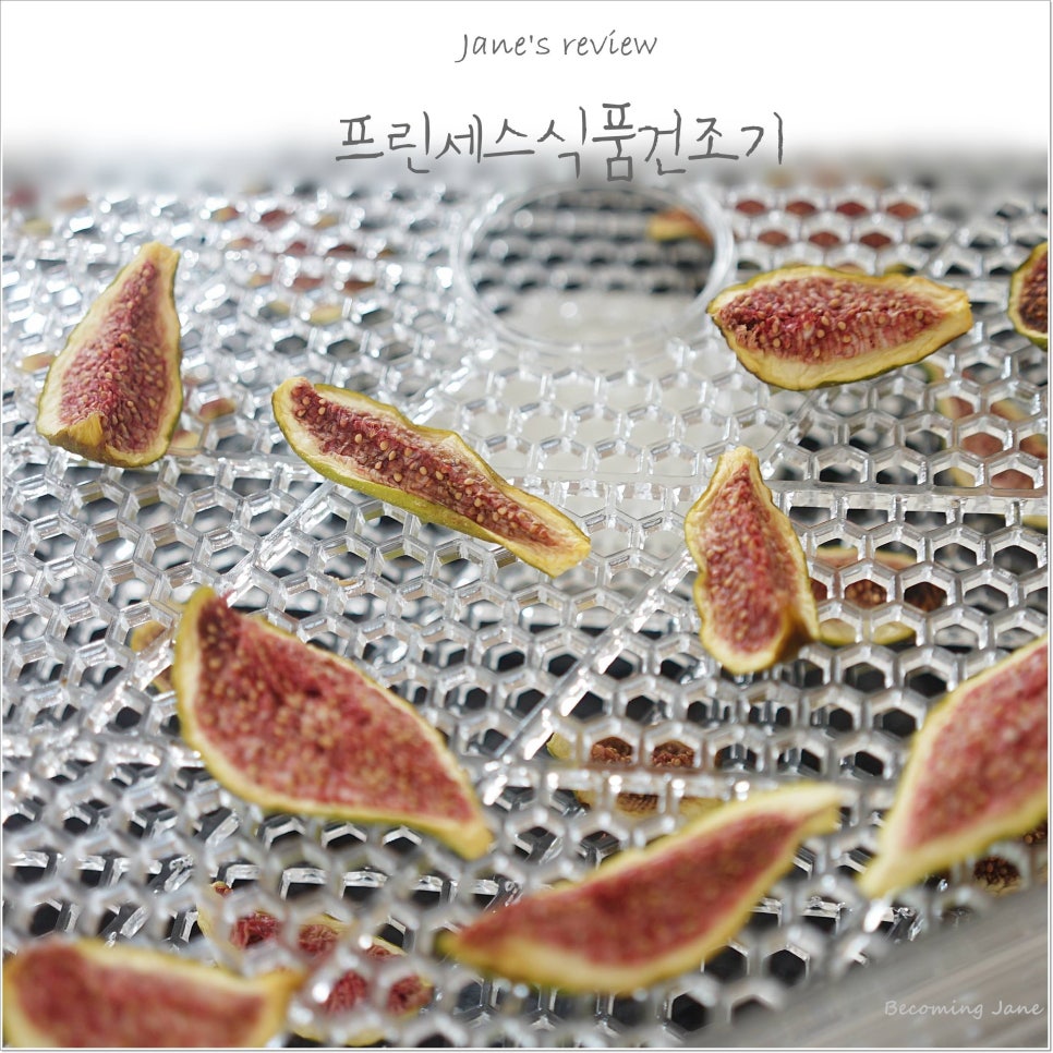 식품건조기 퓨어온 과일 무화과 말리기 네이버 블로그