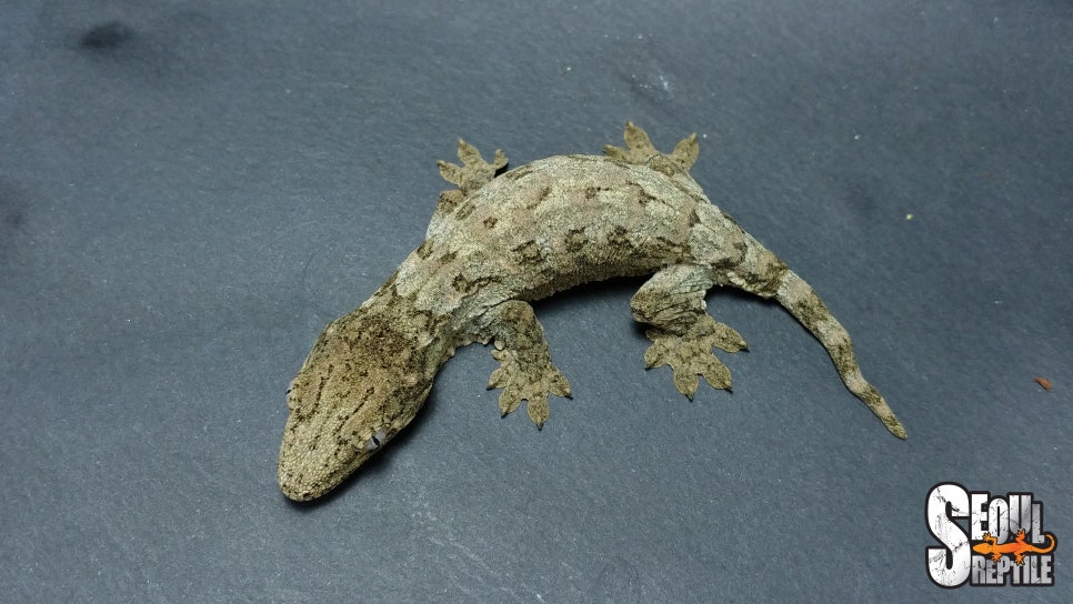 [켄타 라인] 리키에너스(Rhacodactylus leachianus) : GT 그랜드테라 Type A/베이비/(포인드미에X야테 ...