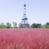 인천 서구 드림파크 핑크뮬리 네이버 블로그