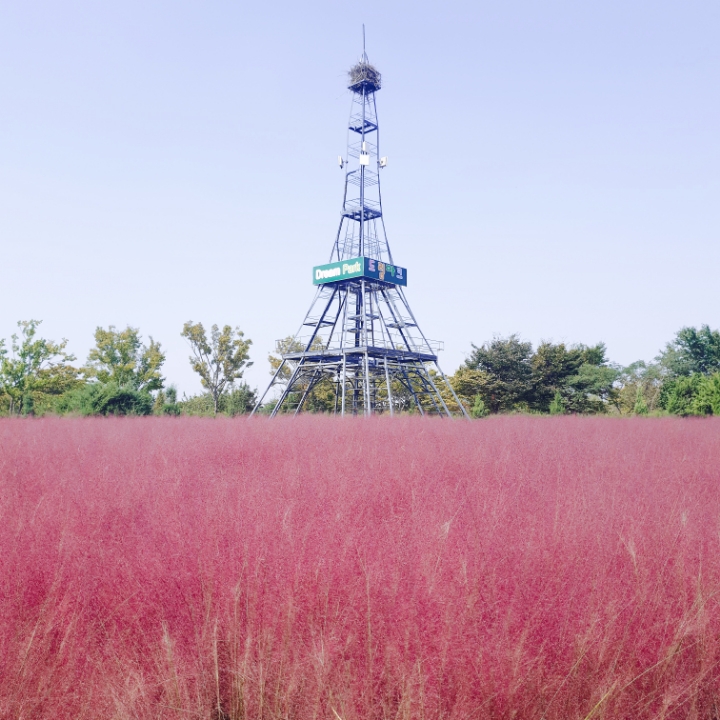 인천 서구 드림파크 핑크뮬리 네이버 블로그