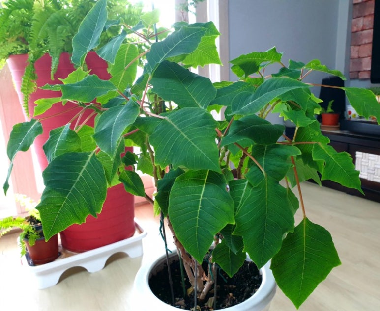 여전히 푸르른 포인세티아(초록식물키우기) : 네이버 블로그