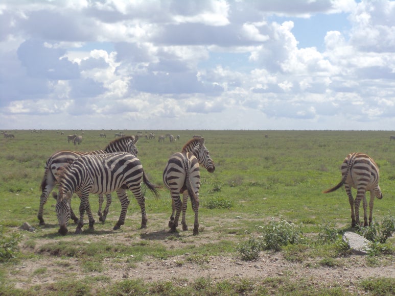 2019 국제 얼룩말의 날 : 네이버 블로그