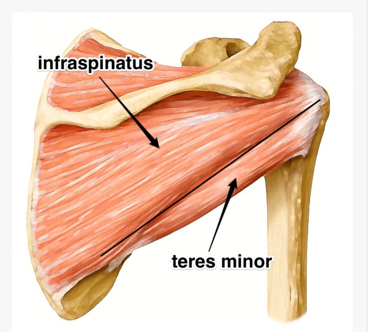 Teres Minor