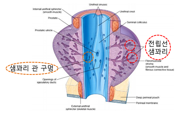 울산 전립선염 전립선 마사지의 효과 네이버 블로그
