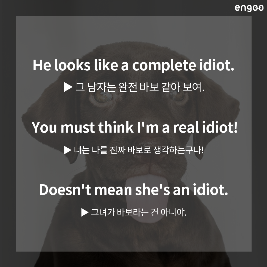바보 영어로 화사의 Twit멍청이 대신 사용할 수 있는 3가지 표현 네이버 블로그