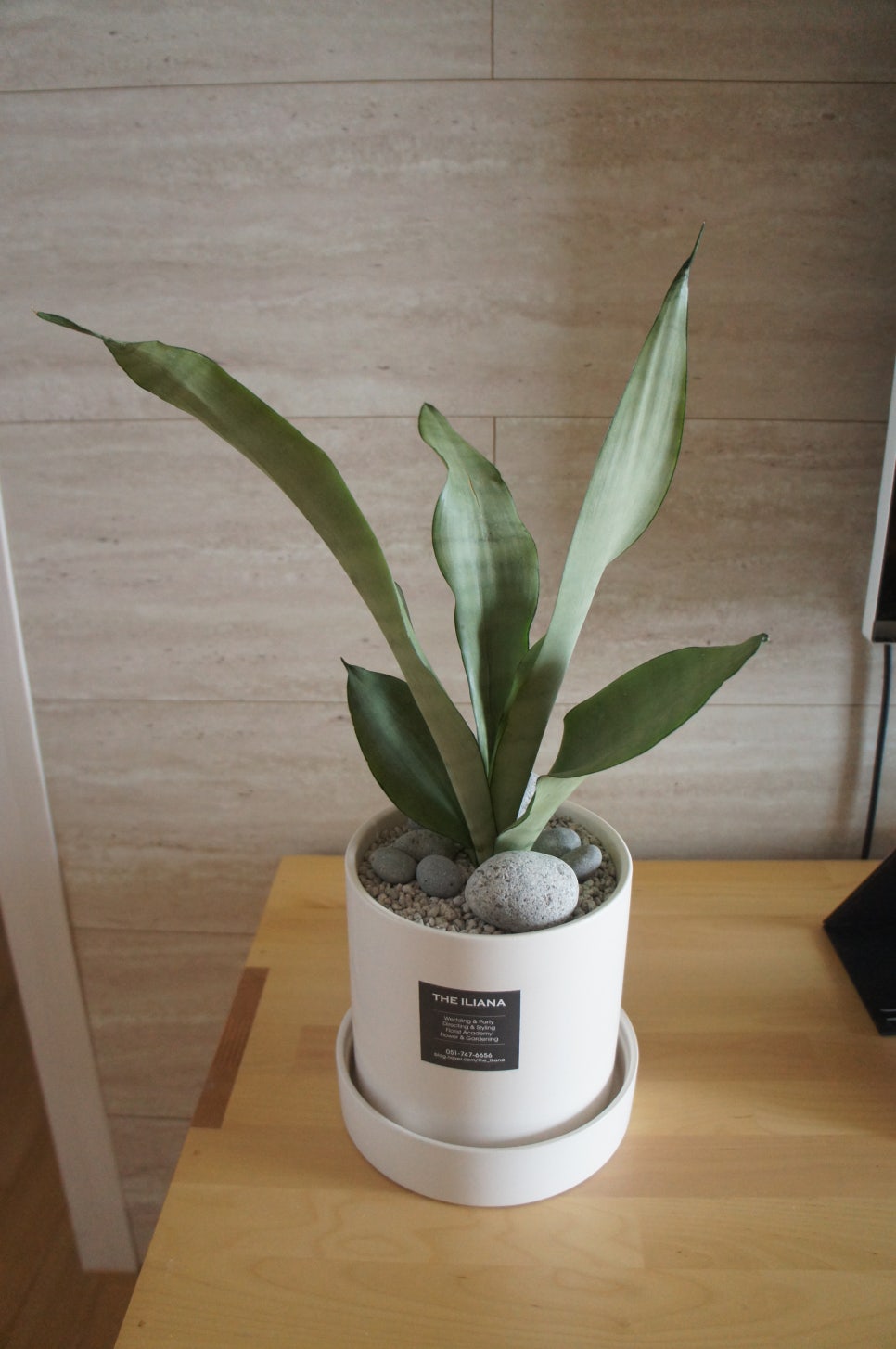 문샤인 中 양지식물 산세베리아문샤인 부산문샤인 부산화분 부산플라워샵 부산꽃집 부산화분배달 해운대플라워샵 마린시티꽃집 축하화분