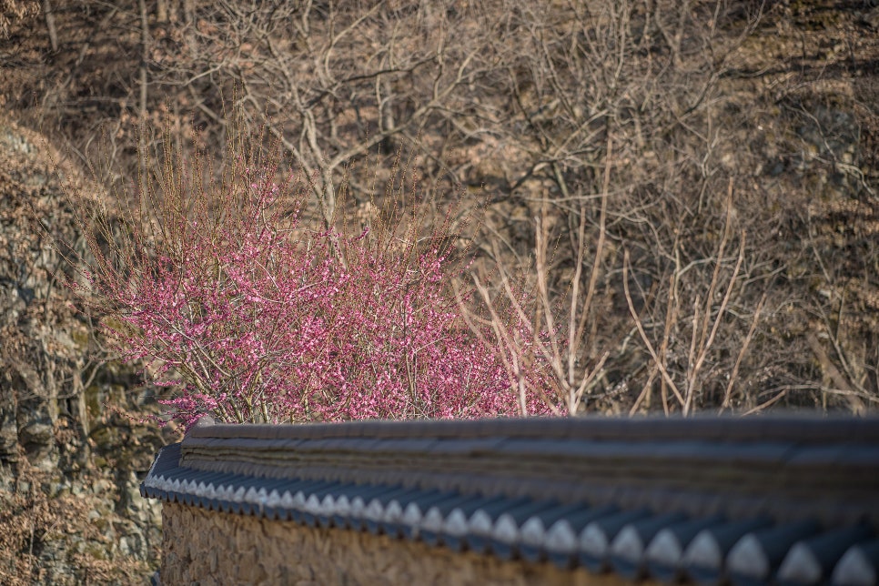 대구 옻골마을 옛 담장 너머 찾아온 봄 (경주 최 씨 종가 / 대구 가볼 만한 곳) : 네이버 블로그
