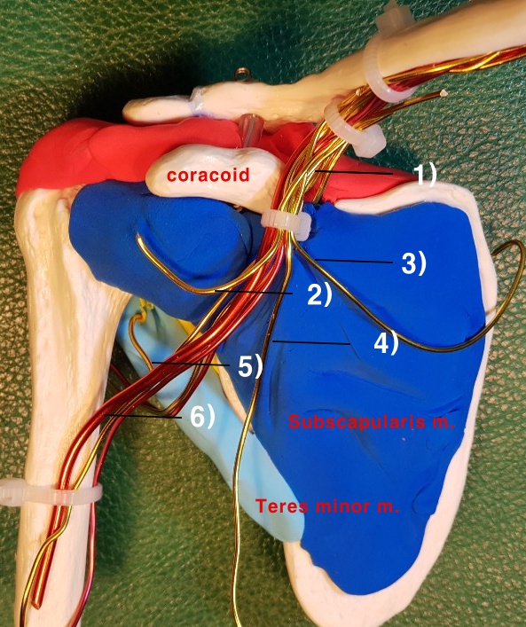subscapularis bursitis 견갑하근 점액낭염 : 네이버 블로그