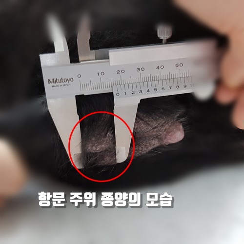 16살 강아지 항문 주위 종양 제거 수술 조직검사 결과 양성 악성 네이버 블로그
