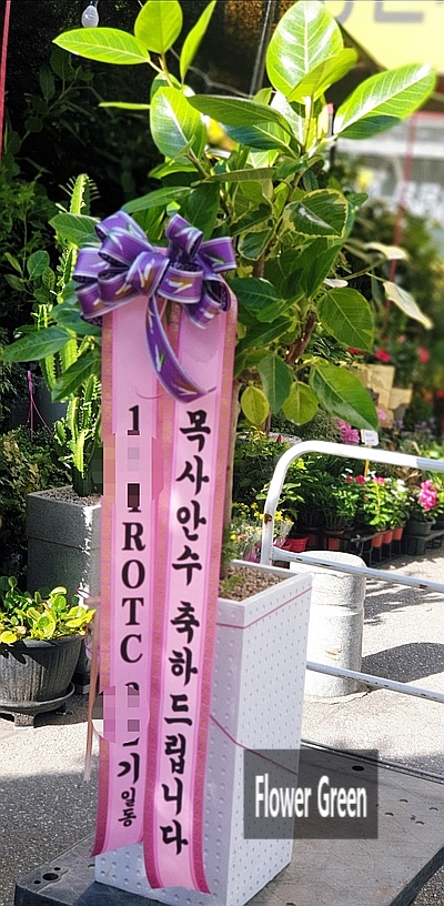 목사안수 축화화분 뱅갈고무나무 개업 집들이 축하화분 수원영통꽃집 영통꽃배달 플라워그린 네이버 블로그