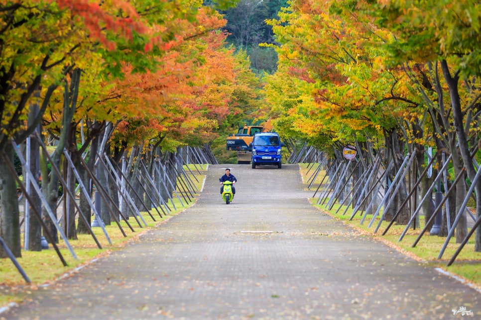 부산경남단풍명소 / 울산문수구장 단풍나무길 : 네이버 블로그