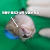 강아지 외음부 종괴 생식기 종양 제거 수술 11살 중성화 안 한 노령견 강아지의 외음부 종양 제거 수술 네이버 블로그