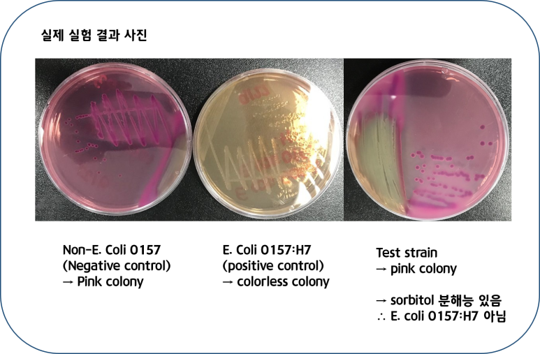 [식품 위생학 실험 3]병원성 대장균 동정시험 E.coli O157:H7 Latex test, SMAC agar test ...