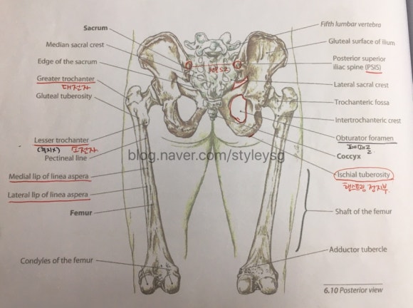 Hip joint bone/ landmark view : 네이버 블로그