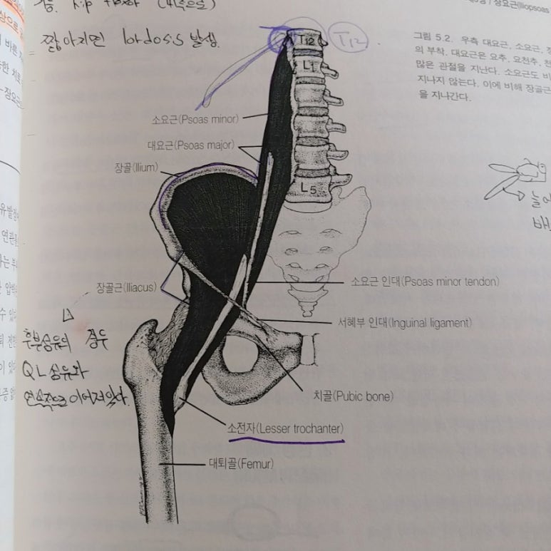 장요근 Iliopsoas Muscle 엉덩허리근 네이버 블로그