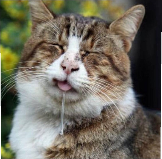 고양이치아흡수성병변(FORL:Feline Odentoclastic Resorptive Lesion) , 길냥이 침흘림, 고양이 ...