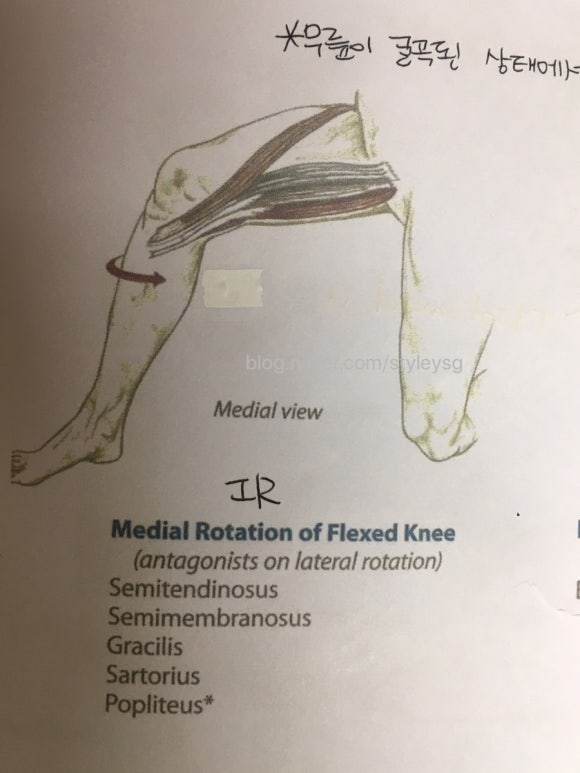 슬관절 내회전근 / Knee joint internal rotation / Knee joint medial rotation ...