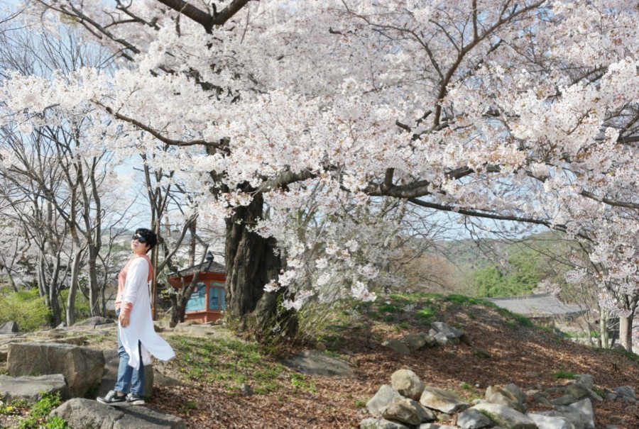 대구 벚꽃명소 팔공산 벚꽃 네이버 블로그