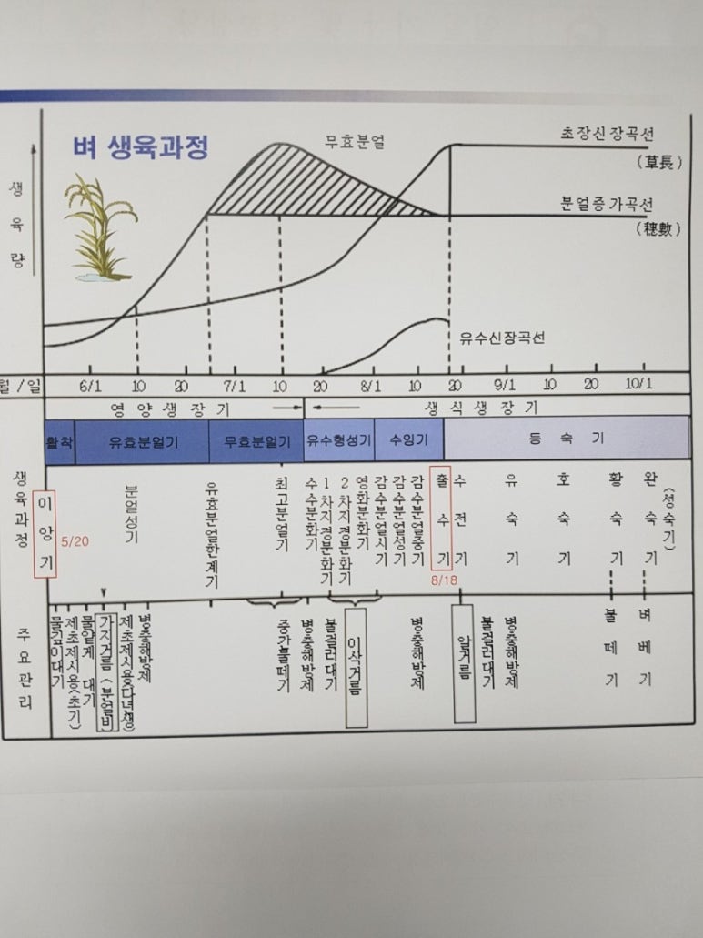 벼 생육과정 네이버 블로그