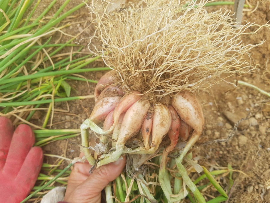 쪽파 종자 수확시기 쪽파 종구 저장방법 네이버 블로그