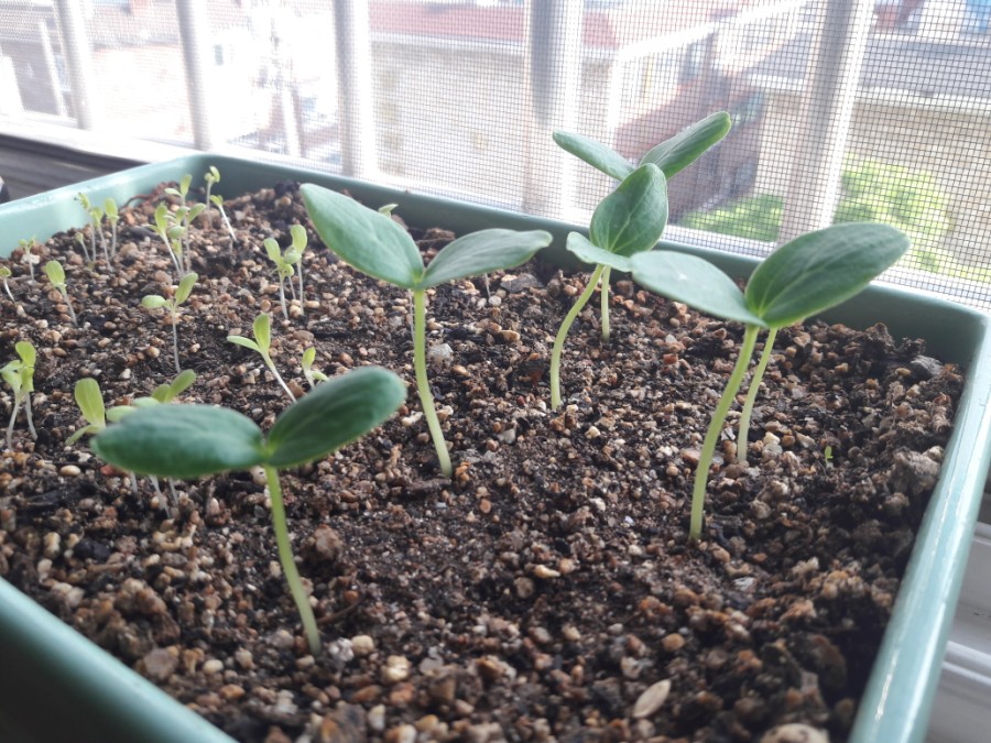다이소 씨앗기르기 적상추and오이 2주간 관찰일기 1탄 싱글족 식물기르기 네이버 블로그